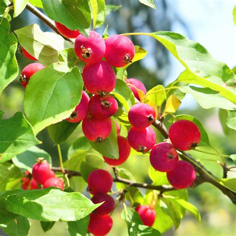 Crabapple Fruit Malus Celebration Flowering And Fruiting Crab Apple