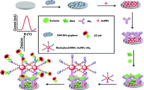 Electrochemical Sandwich Immunosensor For Prolactin Detection Source Download Scientific