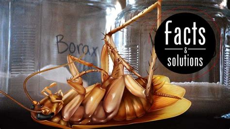Get Rid Of Cockroaches With Borax