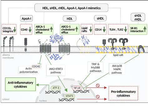 figure 3 from a current update on the role of hdl based nanomedicine in targeting macrophages in