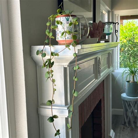 Peperomia Jitterbug Plant Care Water Light Nutrients Greg App 🌱