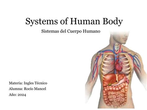 Partes De Ingles Respiratory Systems Desconocido Udocz