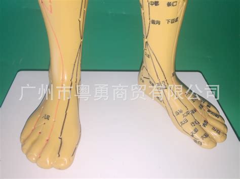 中医针灸穴位图中医针灸穴位图人体模型50cm男女模型清晰经络小人 阿里巴巴
