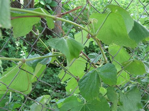 Wild Vine One Of The Vines Growing Wild Behind My House I Flickr