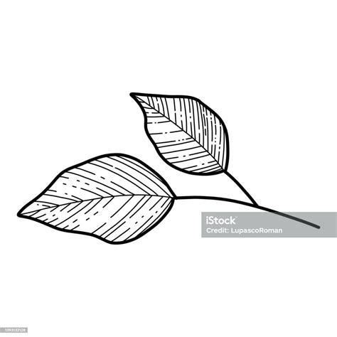 자유로운 손 사쿠라 꽃 잎 벡터 아름다운 라인 아트 복숭아 꽃 잎은 흰색 배경에 고립되어 있습니다 사실적인 손으로 그린 스타일