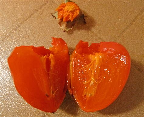 Curridiculum Hachiya Persimmon