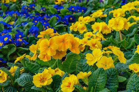 Primrose Flower