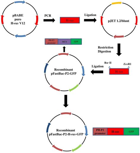 Schematic Representation Of Ligation Of H Ras In To Recombinant
