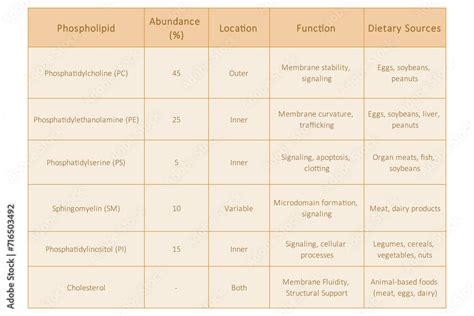 Table Showing Phospholipids Types Membrane Abundance Location Function And Dietary Sources