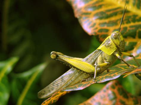 Free Grasshopper Yellow Photos And Pictures Freeimages