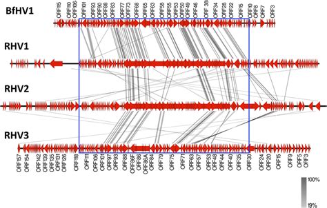 Genome Comparison Encoded Proteins The Genome Outlines Of All The