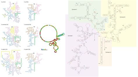 Polygenic Inheritance Quantitative Inheritance Characteristics