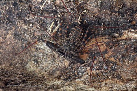 Panarthropoda De Galerie