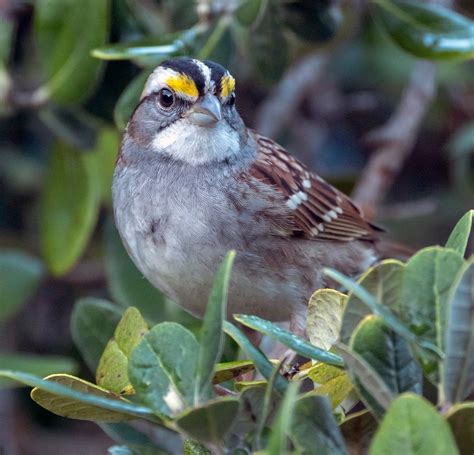 White Throated Sparrow Audubon Field Guide