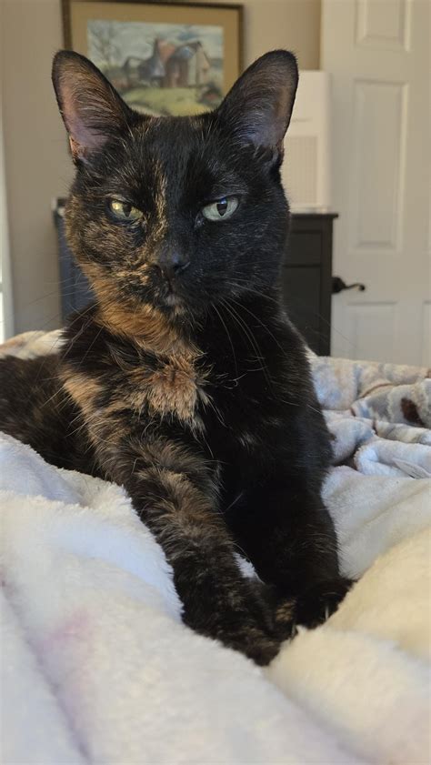 Half Tortie Half Void All Sass Rtwofacedcats