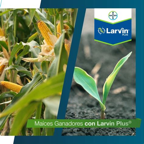 Agro Bayer Perú Larvin Plus® Es Un Insecticida Con Efecto Ovicida