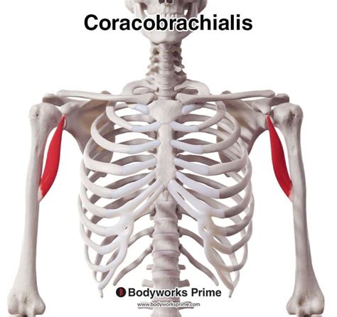 Coracobrachialis Muscle Anatomy Bodyworks Prime