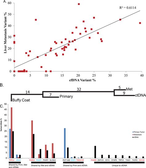 Cfdna And Liver Metastasis Dna Are Well Correlated A Cfdna Variant