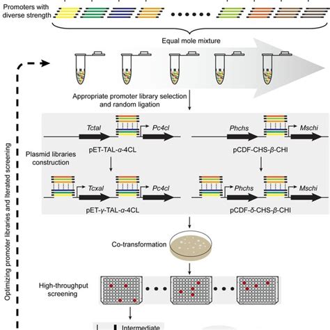 Flowchart Of Plasmid Library Construction And The Iteration