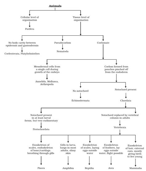 Phylum Chordata Characteristics Chart Classification Of Vertebrata Phylum Chordata