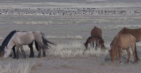 Монгол улс 150 га бэлчээрийн талбайтай байсан бол өнөөдрийн байдлаар 109 га болтлоо буурчээ
