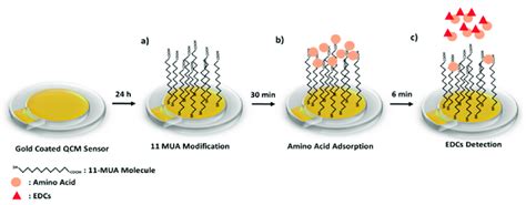 Scheme 1 Scheme Of The Edcs Detection On Qcm Nanosensor 11 Mua
