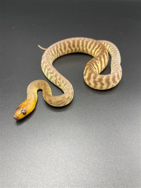 Woma Python By Nirvana Reptiles Morphmarket