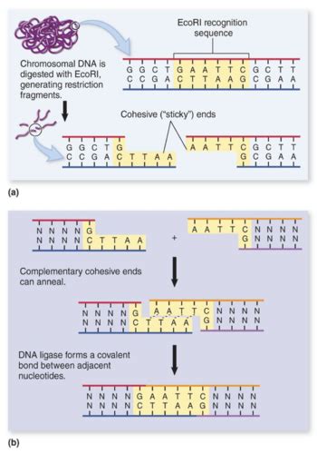 Chapter Biotechnology And Recombinant DNA Flashcards Quizlet