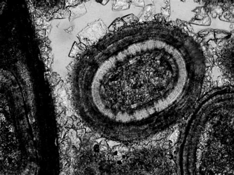 Microphotographs Showing An Overview Of The Microstructure In The Core