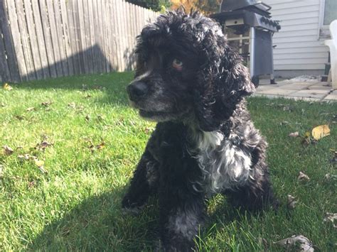 Cocker Spaniel In The Back Yard Distracted By A Squirrel Cocker