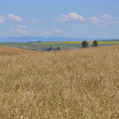 Idaho Fescue Festuca Idahoensis Great Basin Seeds
