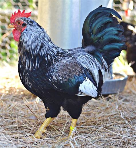 Barnevelder Rooster