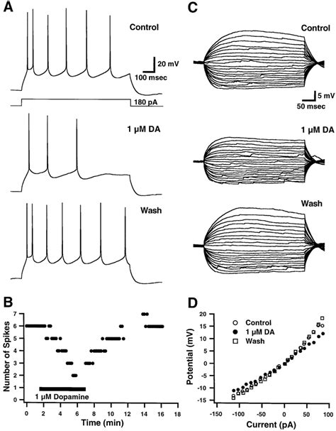 Da Decreases The Excitability Of Layer V Pyramidal Cells A