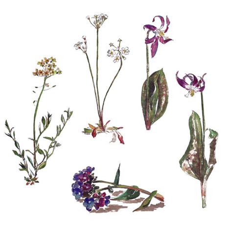 érythrone Damérique Vectoriels Et Illustrations Libres De Droits Istock