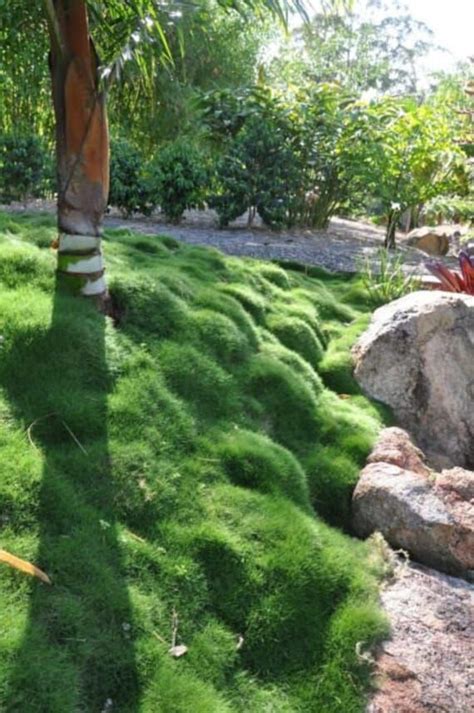 Rare Zoysia Tenuifolia Korean Grass Seeds 1 8 Lb Fresh Coated Artofit