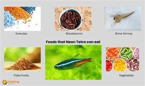 Best Food For Small Tetras At Koby Rawling Blog