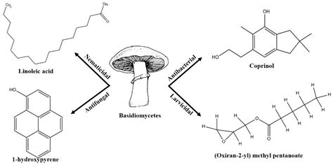 Basidiomycota Structure