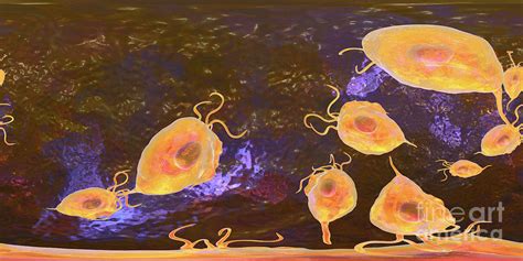 Trichomonas Vaginalis Photograph By Kateryna Kon Science Photo Library Pixels