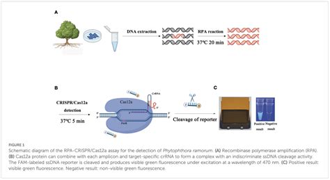Crisprcas12a Based Approaches For Efficient And Accurate Detection Of Phytophthora Ramorum