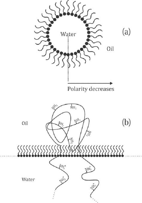 A Schematic Representation Of A Micelle Showing The More Polar Region