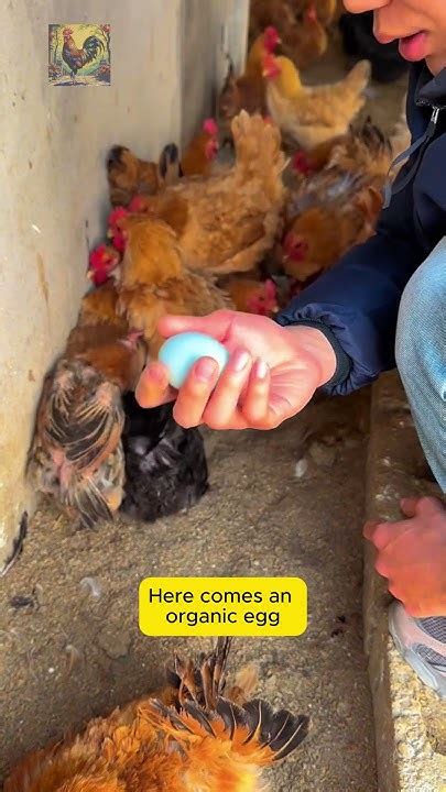How Do I Harvest Chicken Eggs Chickenfarming Youtube