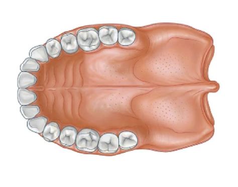 Palate Anatomy Quiz