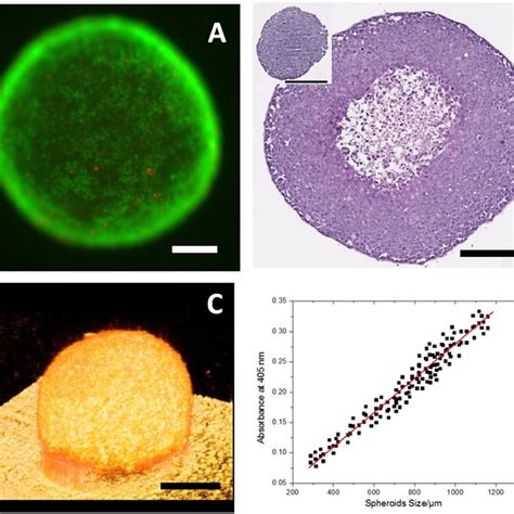 Tumor Spheroids Size Uniformization A A Typical Image Showing The