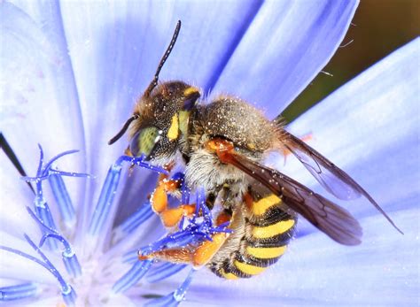 16 Different Types Of Bees In Maryland With Pictures