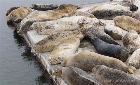 Best Time To View The Harbor Seals At Alameda Point Alameda Point