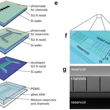 Ad Fabrication Steps Of The Migration Chip With A Two Step Download Scientific Diagram