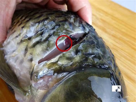 鱼腥味图片 附着 第7页 大山谷图库