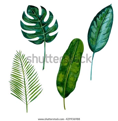 Set Palm Leaves Different Types Palm Stock Illustration 429936988 Shutterstock