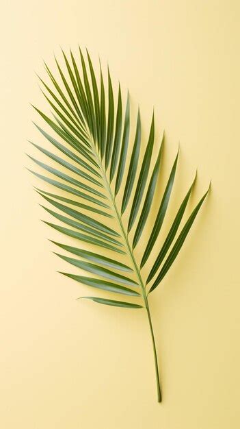 Premium Photo Fresh Tropical Date Palm Leaf On Light Design
