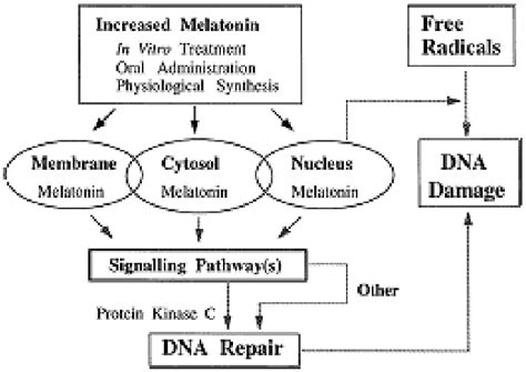 Experimental Hypothesis 23 Download Scientific Diagram